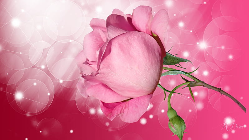 Elevate Your Space with Pink Wallpaper | Sakak